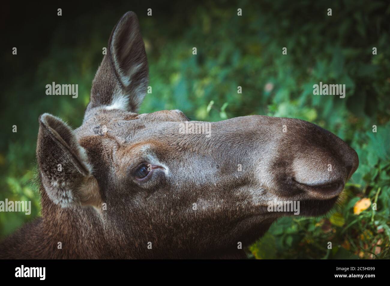 Eastern moose hi-res stock photography and images - Alamy