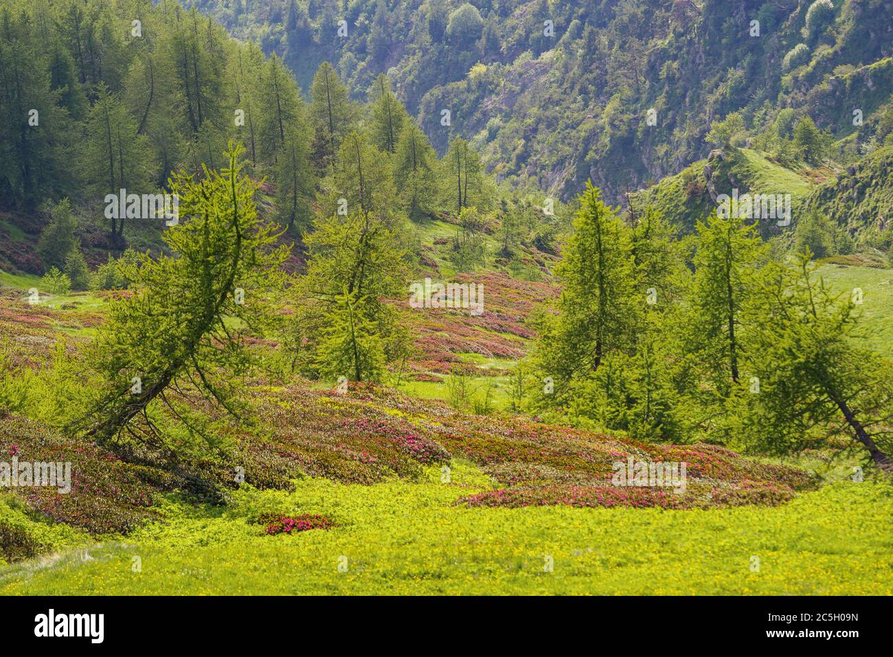 Alpine meadow with flowering rhododendrons in evening light, Roya ...