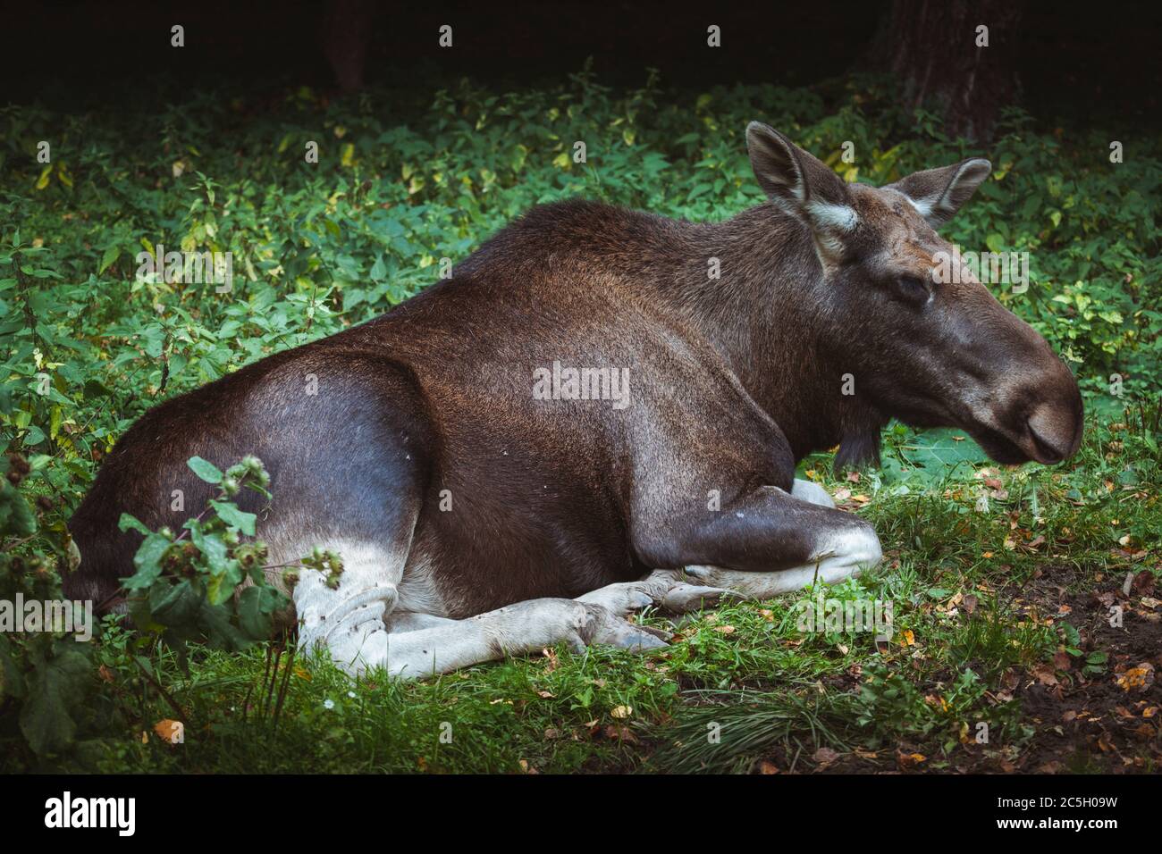 Eastern moose hi-res stock photography and images - Alamy