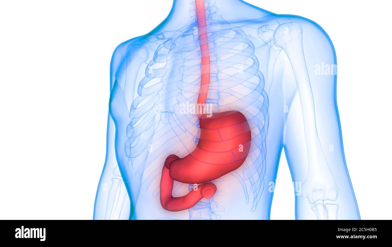 Human Digestive System Stomach Anatomy Stock Photo - Alamy