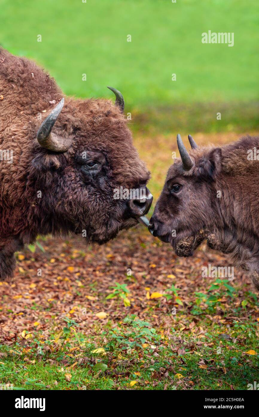 Bisons environment hi-res stock photography and images - Alamy