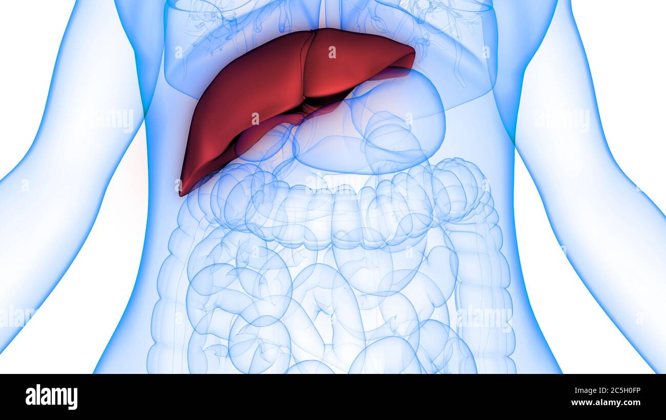 Human Internal Digestive Organ Liver Anatomy Stock Photo - Alamy
