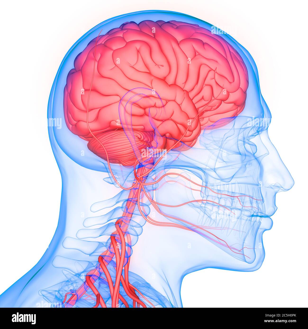 Central organ of Human Nervous System Brain Anatomy Stock Photo - Alamy