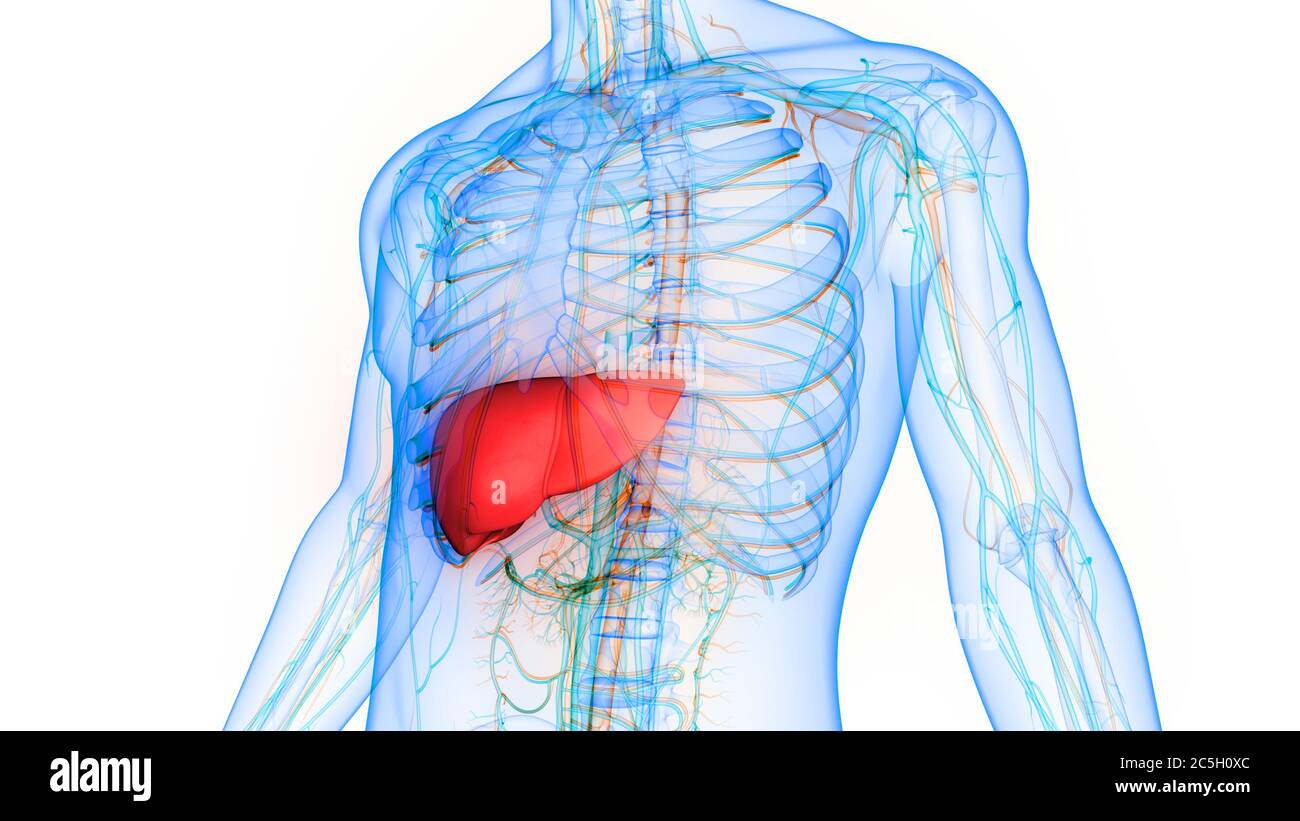 Human Internal Digestive Organ Liver Anatomy Stock Photo - Alamy