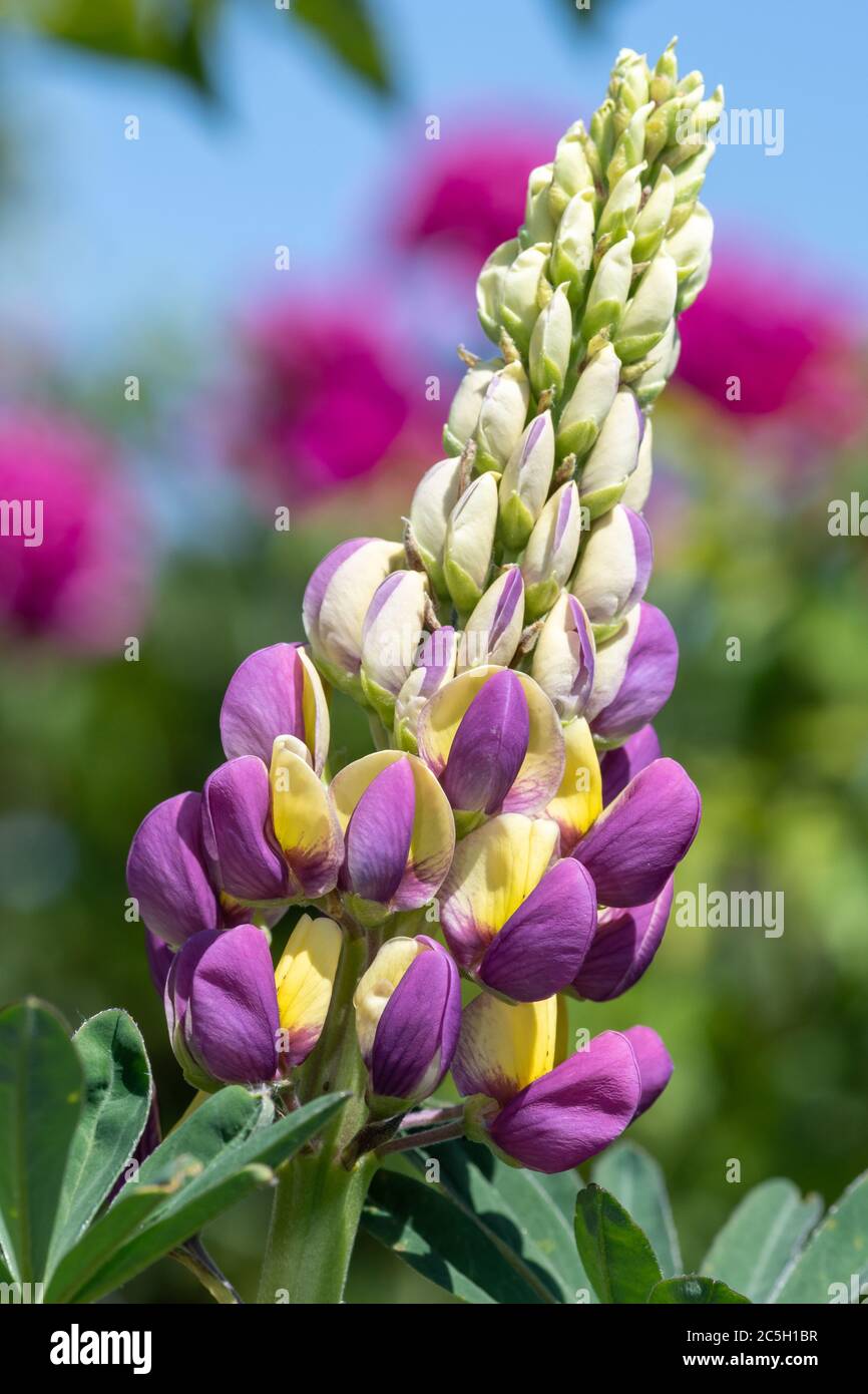 Lupin lupinus purple coloured hi-res stock photography and images - Alamy