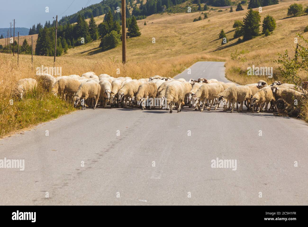 Sheep in the field. Belgrade, Belgrade, Serbia Stock Photo - Alamy