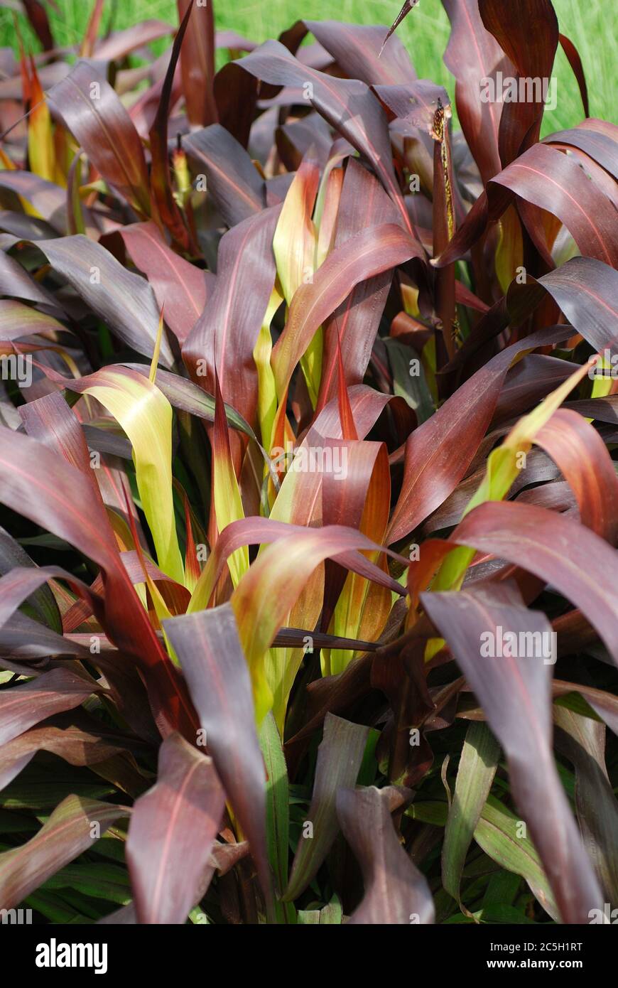 Pennisetum glaucum hi-res stock photography and images - Alamy