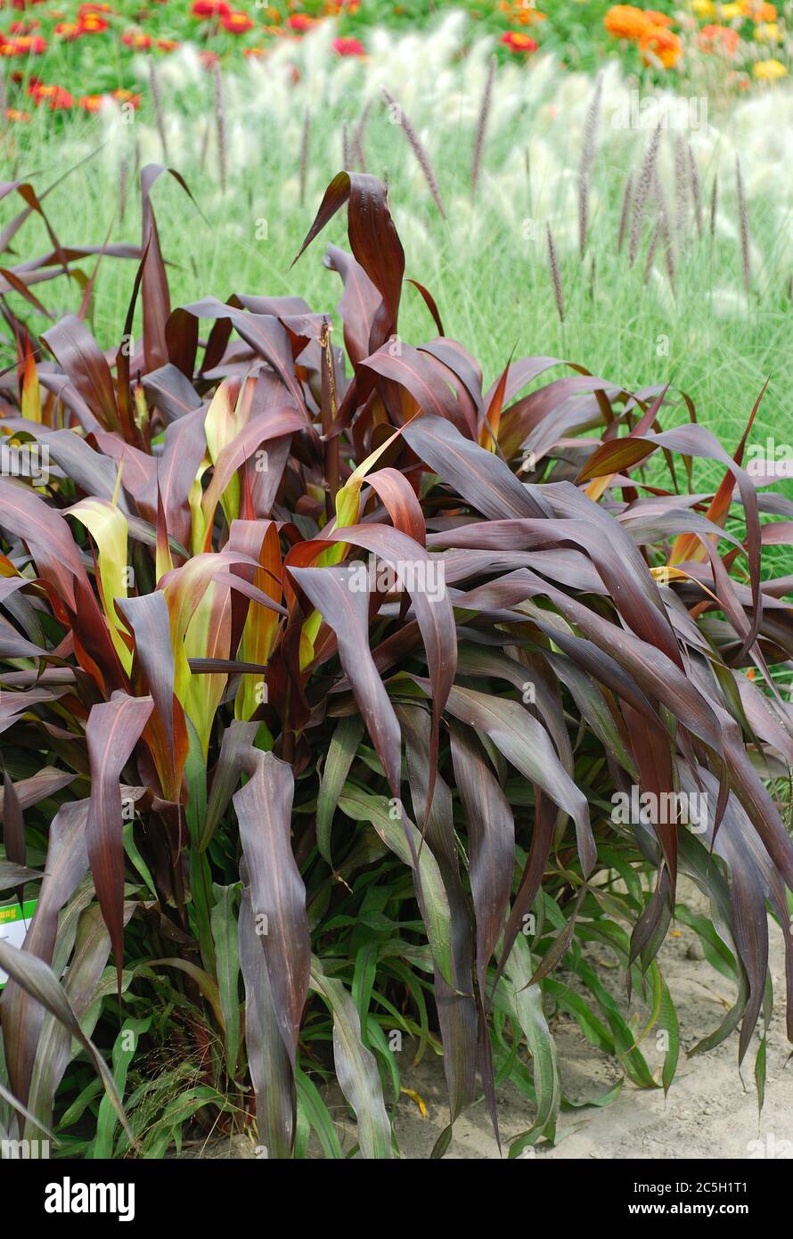 Pennisetum glaucum hi-res stock photography and images - Alamy