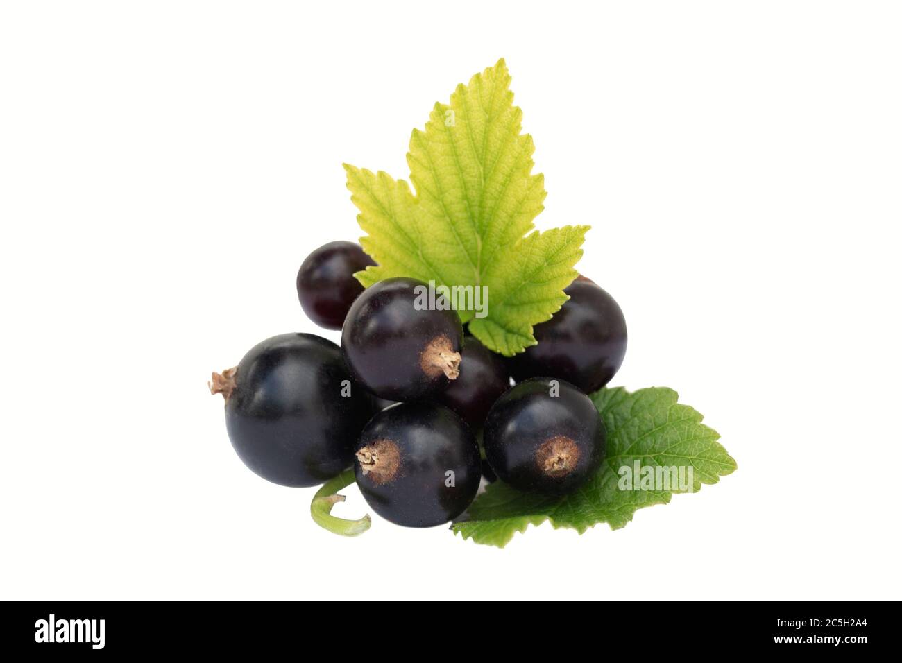 Black currant branch with leaves isolated on white background Stock ...