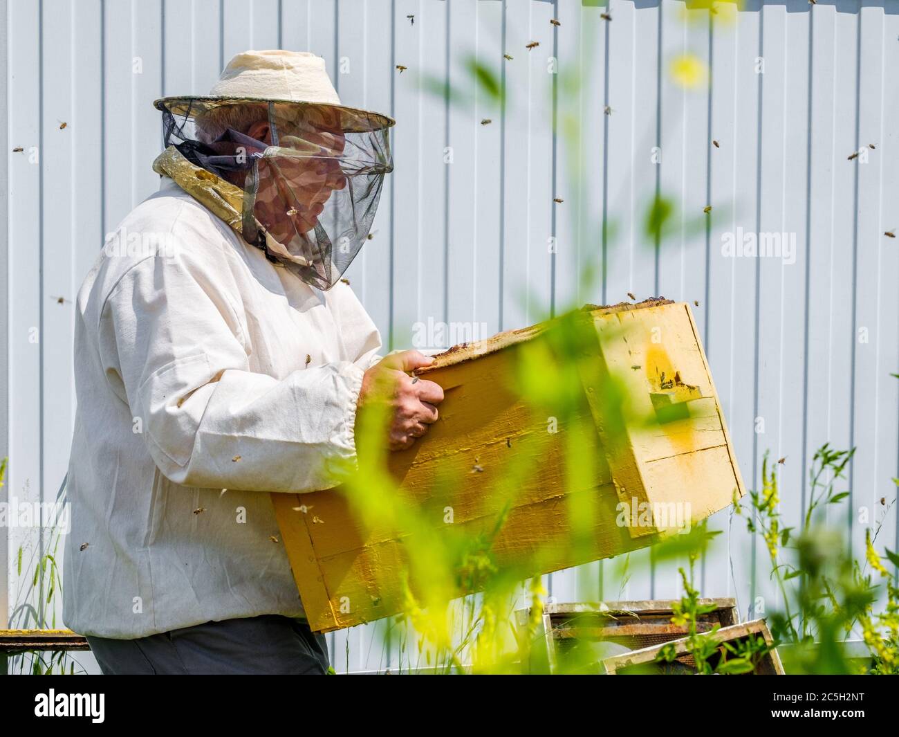 A Beekeeper Carries A Beehive With Honeycombs Inspection Of Bees In a-beekeeper-carries-a-beehive-with-honeycombs-inspection-of-bees-in