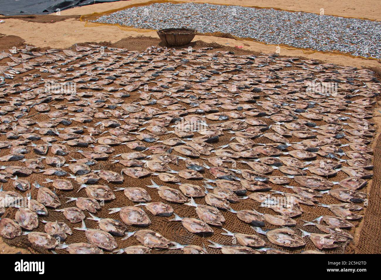 Drying of fish on the fish market of Negombo on Sri Lanka,Asia Stock ...