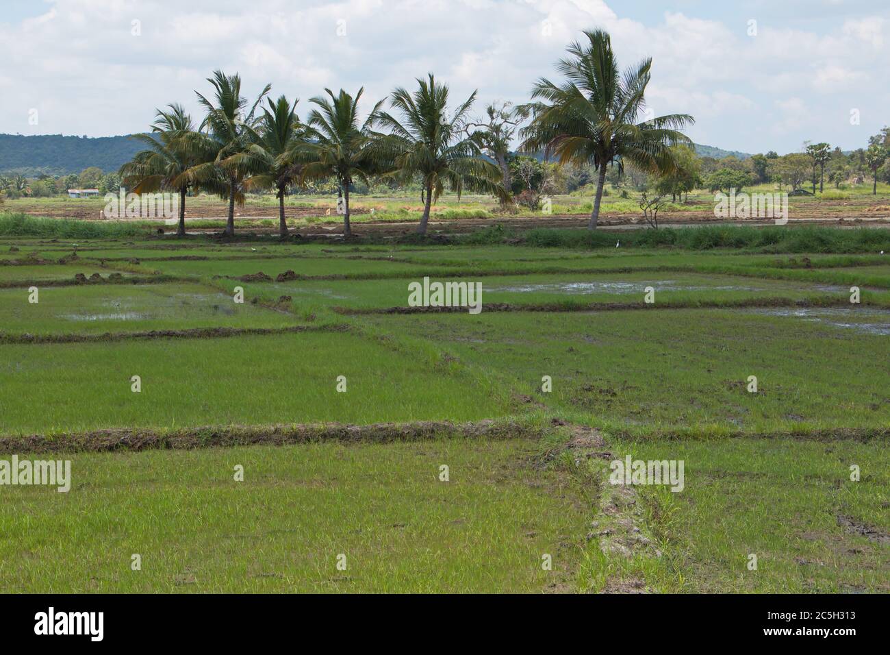 Rice field at sri hi-res stock photography and images - Alamy