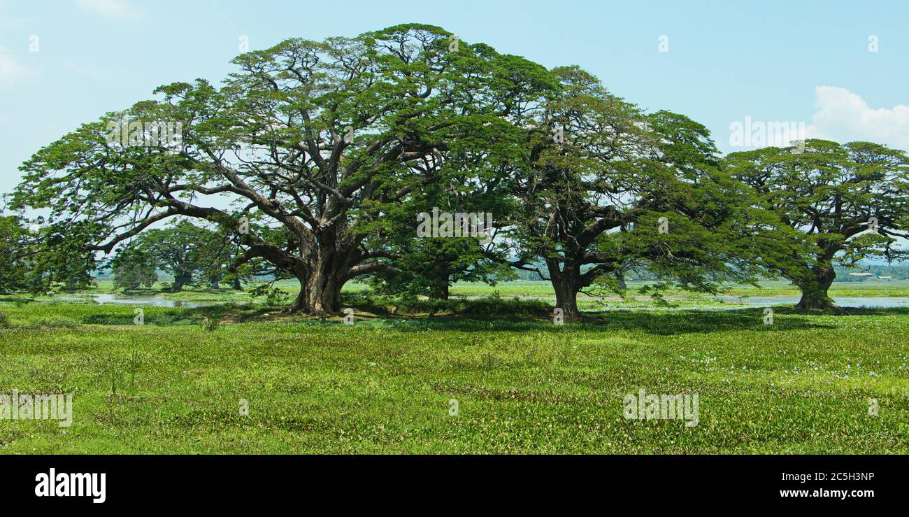 Trees in Yala NP on Sri Lanka,Asia Stock Photo - Alamy