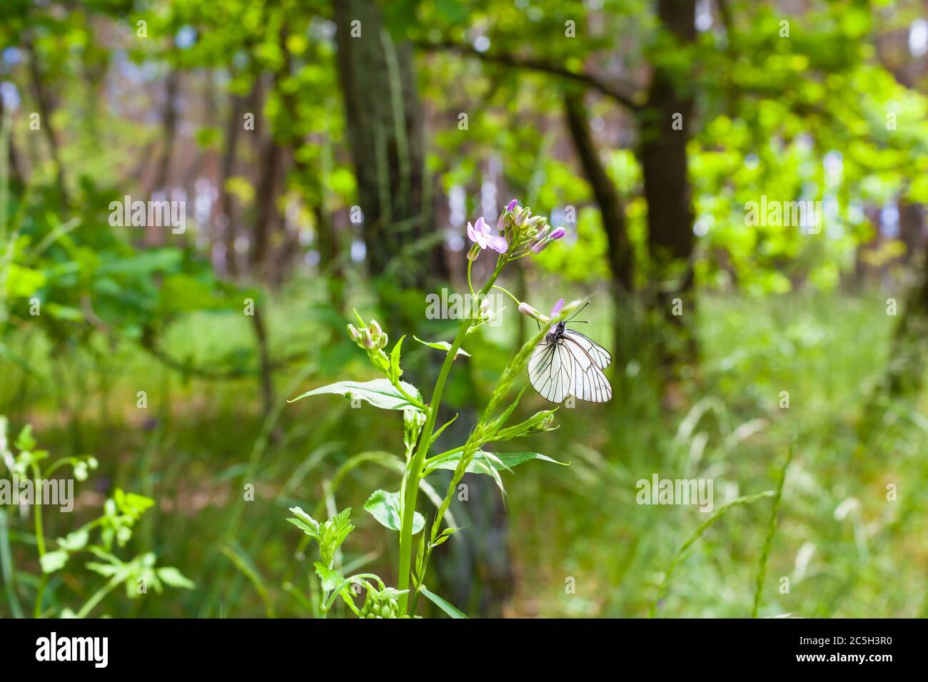 Beautiful blossom tree butterfly hi-res stock photography and images ...
