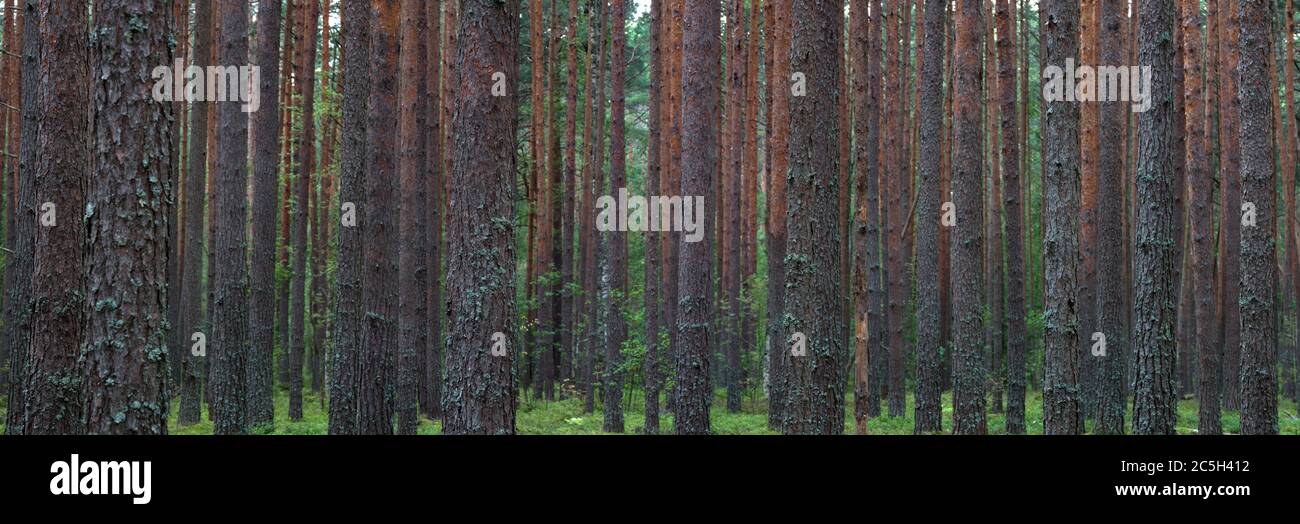 Panoramic view on summer pine forest. Pine trees planted in a row ...
