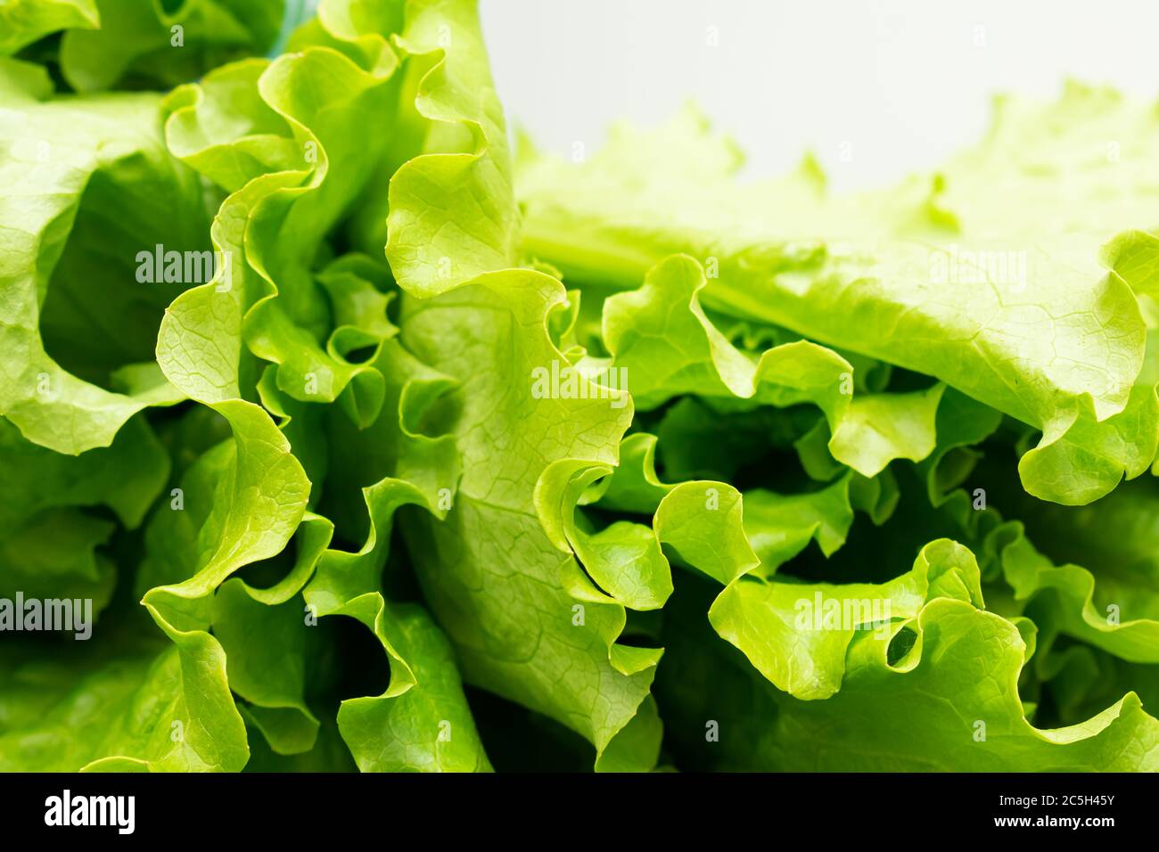 Vibrant lettuce leaves hi-res stock photography and images - Alamy