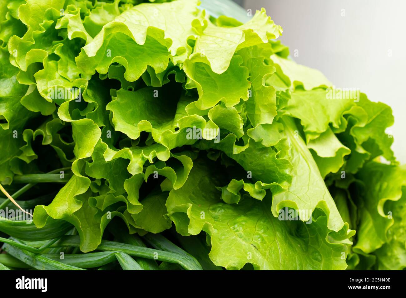 Vibrant lettuce leaves hi-res stock photography and images - Alamy