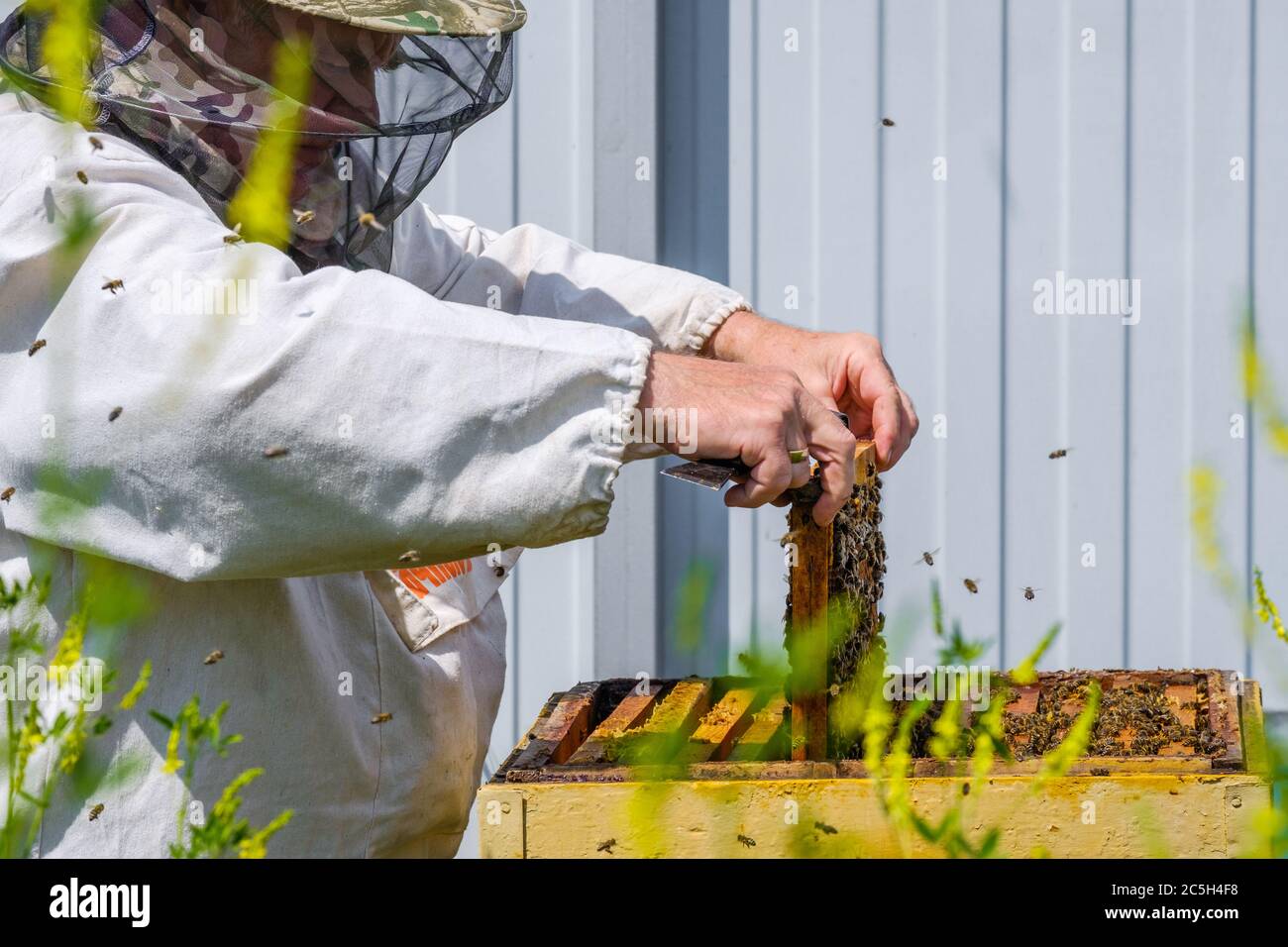A beekeeper in protective clothing holds a frame with honeycombs ...