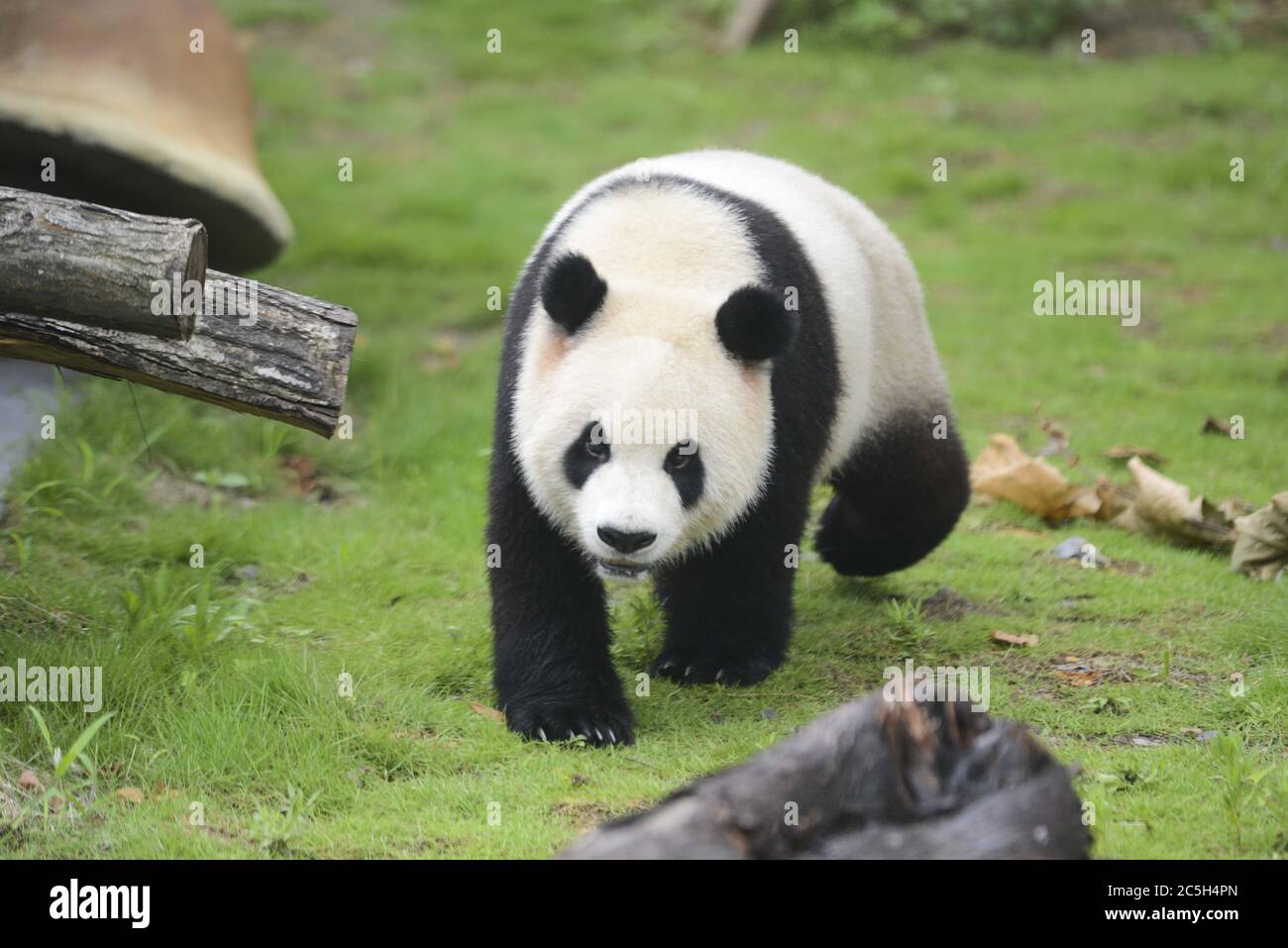 A panda is playing at Zhonghua Giant Panda Garden in Fenghuang, Hunan ...
