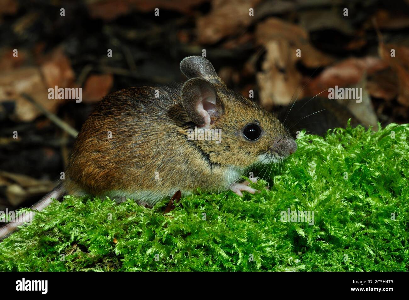 wood mouse apodemus sylvaticus Stock Photo - Alamy