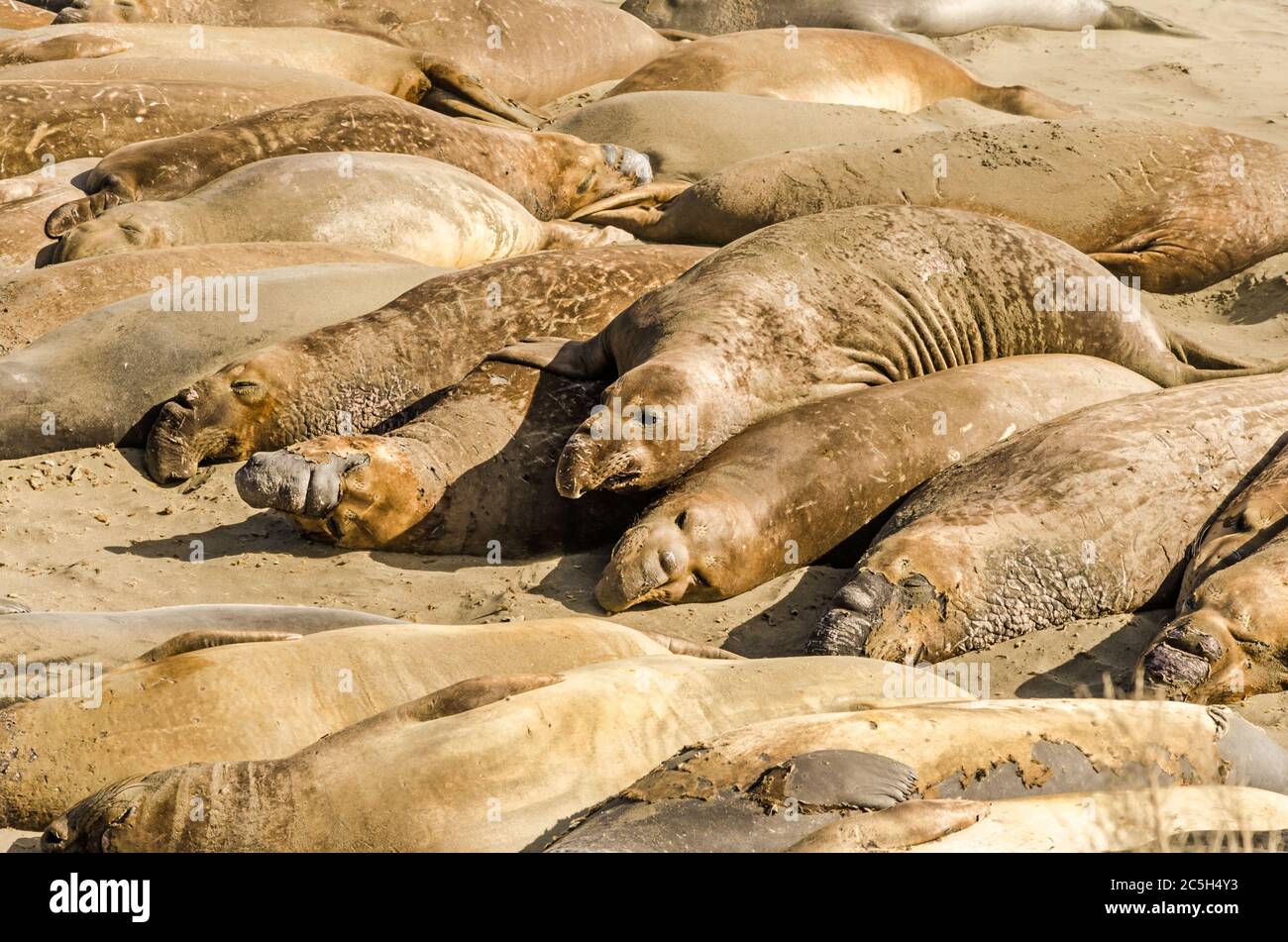 Elephant seal colony rests in the sun on the beach Stock Photo - Alamy