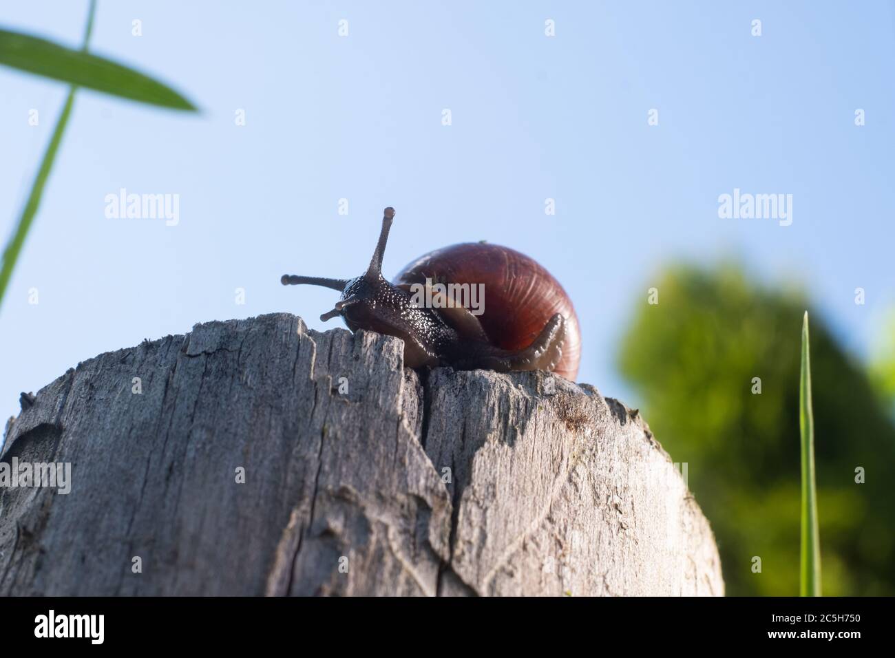 snail in the garden on the old stump Stock Photo - Alamy