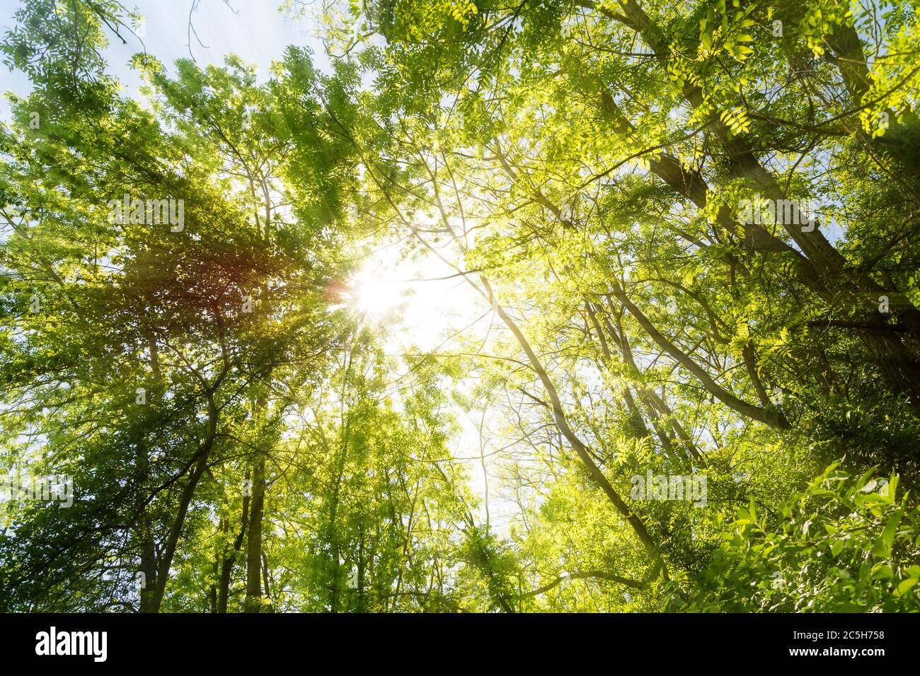 Sun shining through rainforest hi-res stock photography and images - Alamy