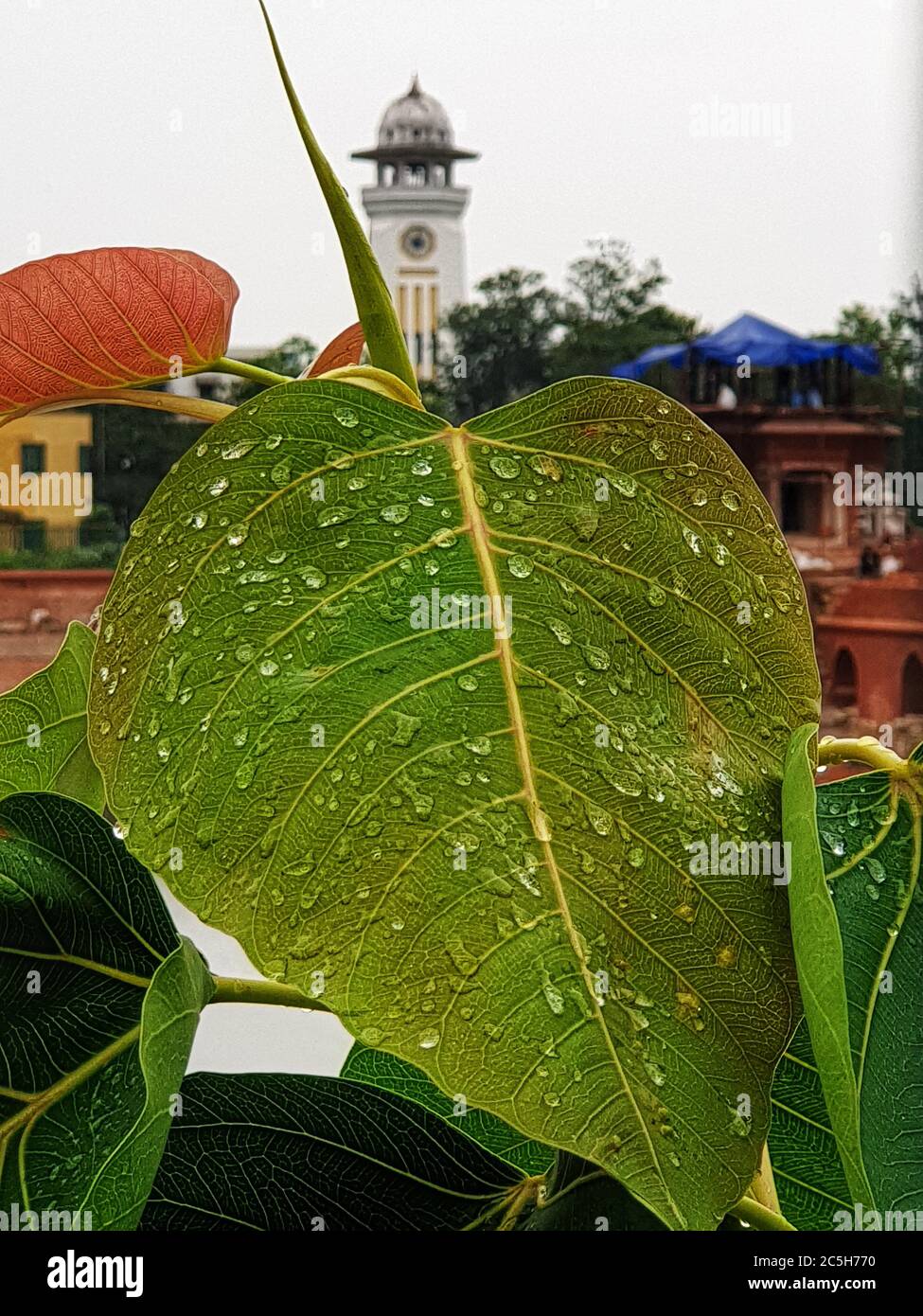 Kathmandu, Nepal. 3rd July, 2020. Drops of rainwater are seen on a leaf ...