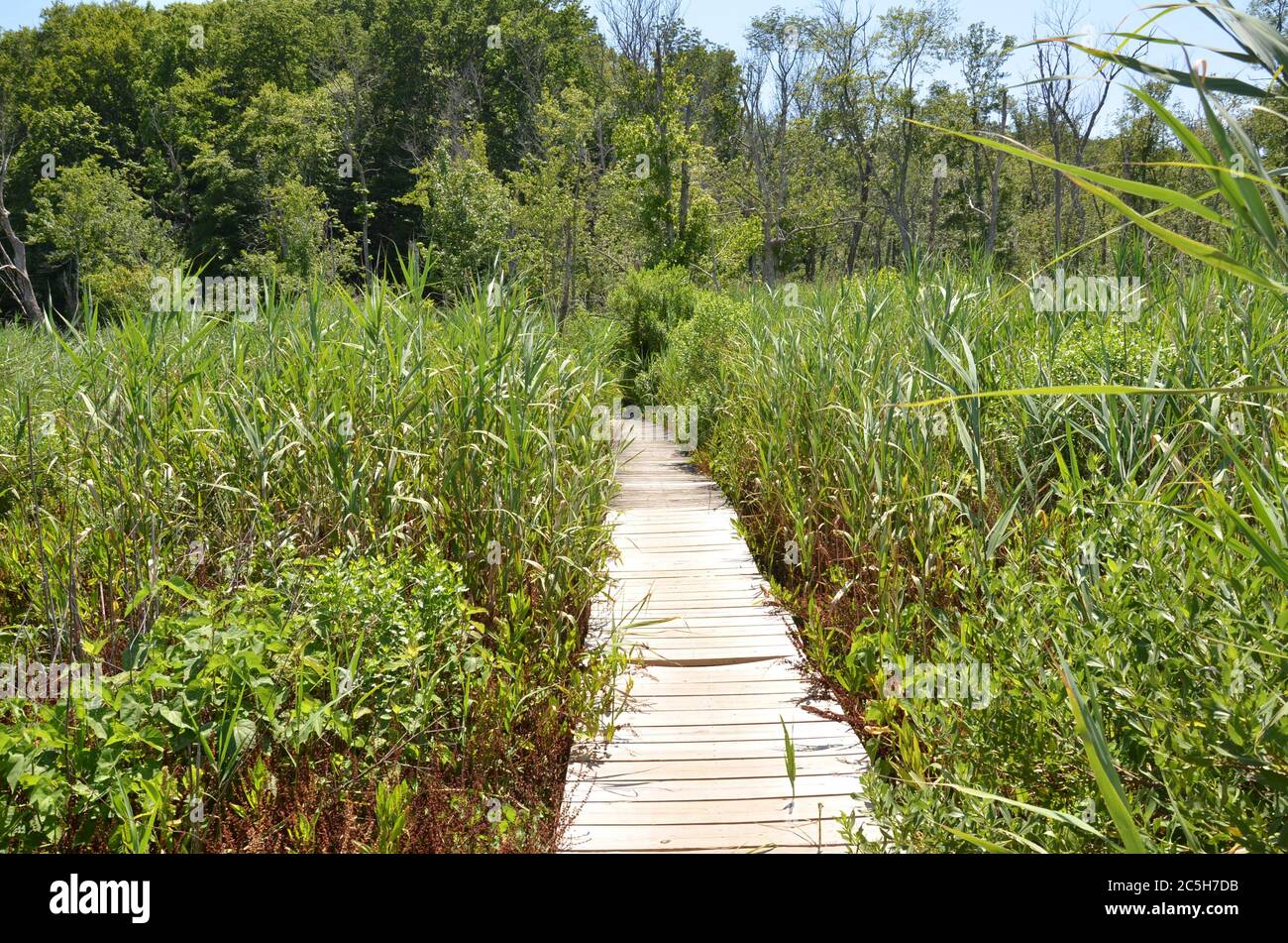 wood boardwalk or path or trail and grasses and trees Stock Photo - Alamy