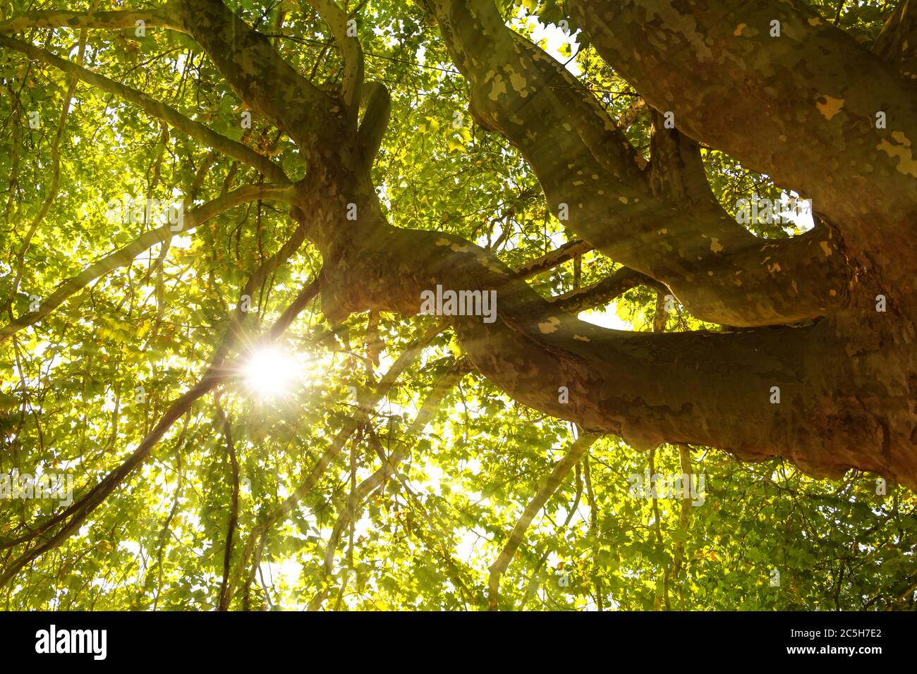 Sun rays shining through treetop in the forest Stock Photo - Alamy
