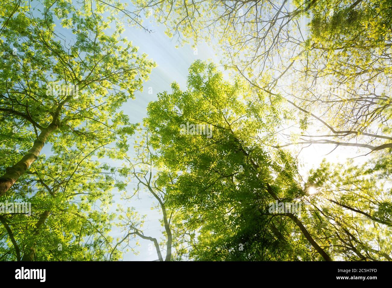 Sunlight shining through the vegetation hi-res stock photography and ...