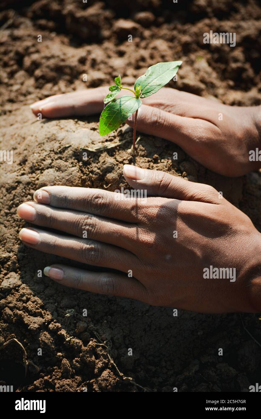 Farmer hand planting young tree on back soil as care and save wold ...