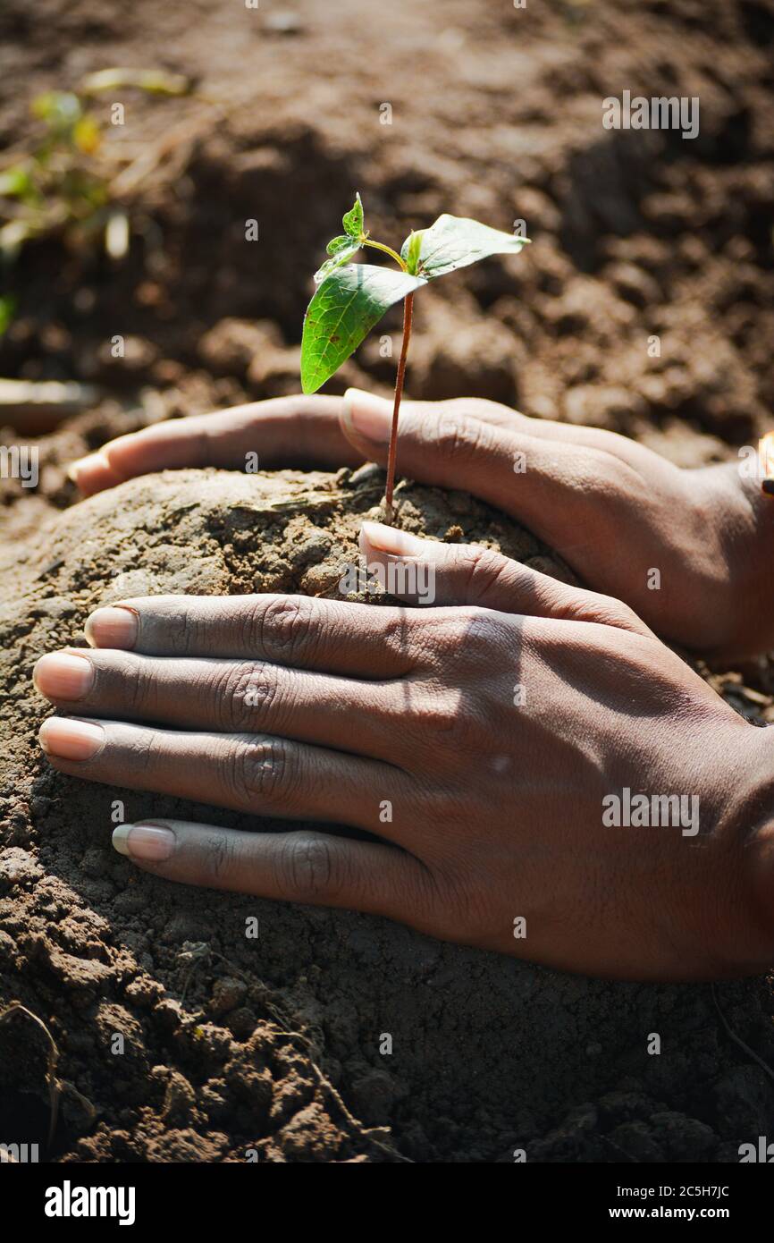 Farmer hand planting young tree on back soil as care and save wold ...