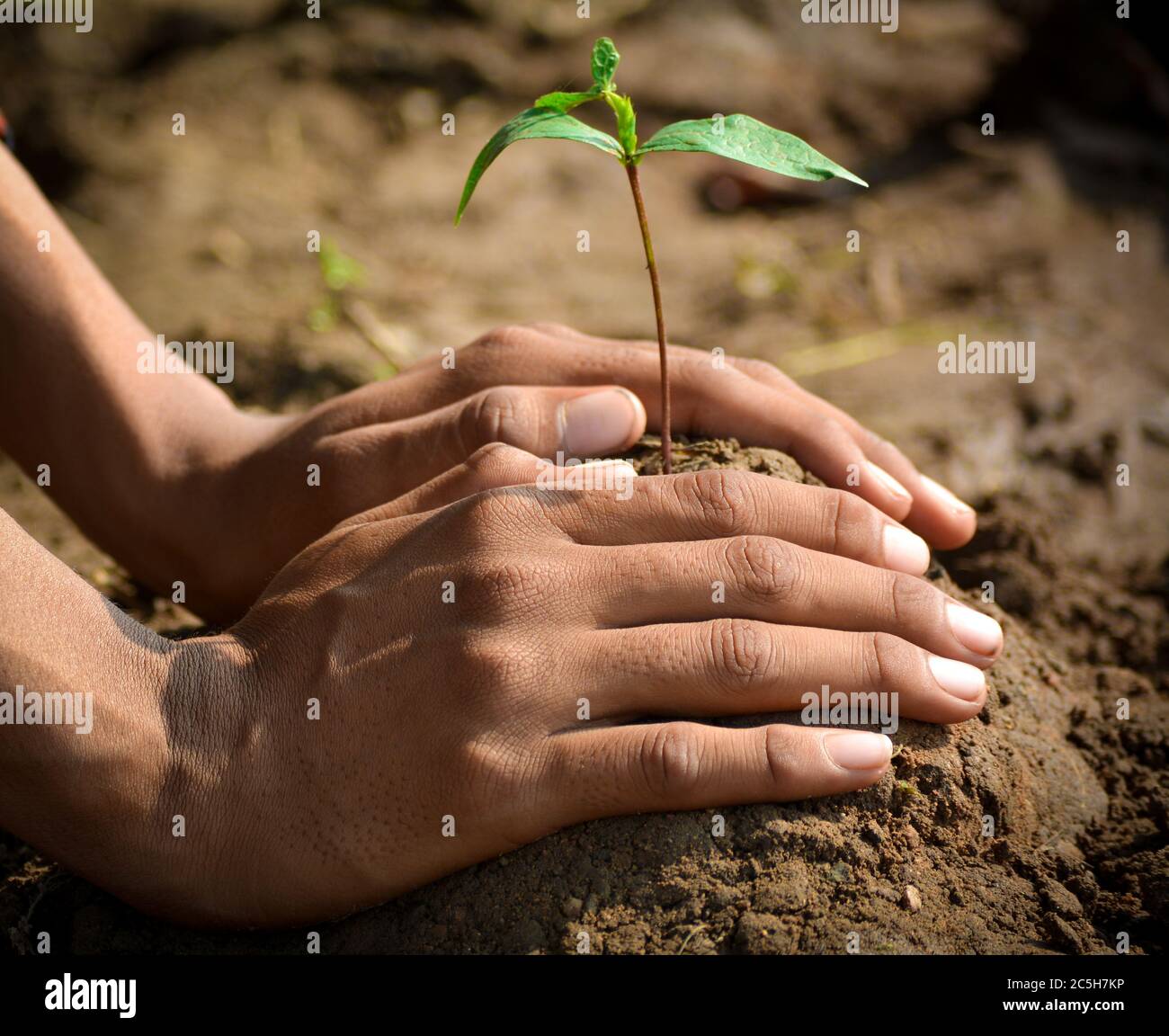 Farmer hand planting young tree on back soil as care and save wold ...