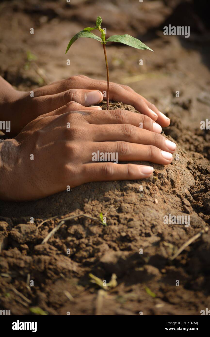 Farmer hand planting young tree on back soil as care and save wold ...