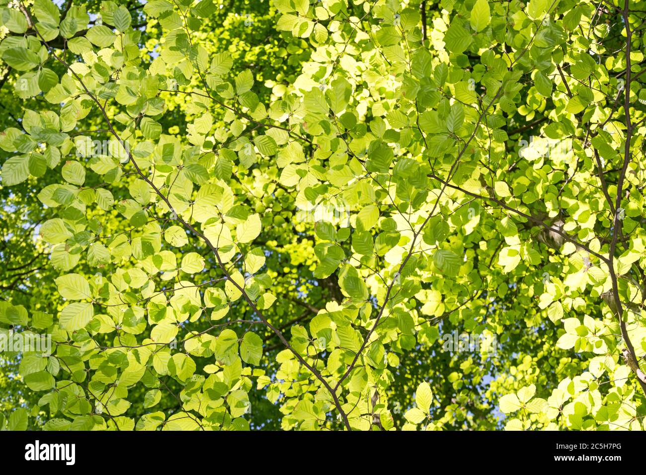 Spring background green leaves hi-res stock photography and images - Alamy