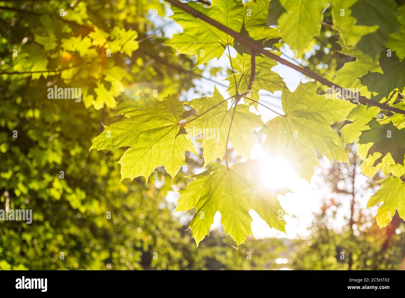 Close up shot of sunbeam shining through green maple leaves Stock Photo ...