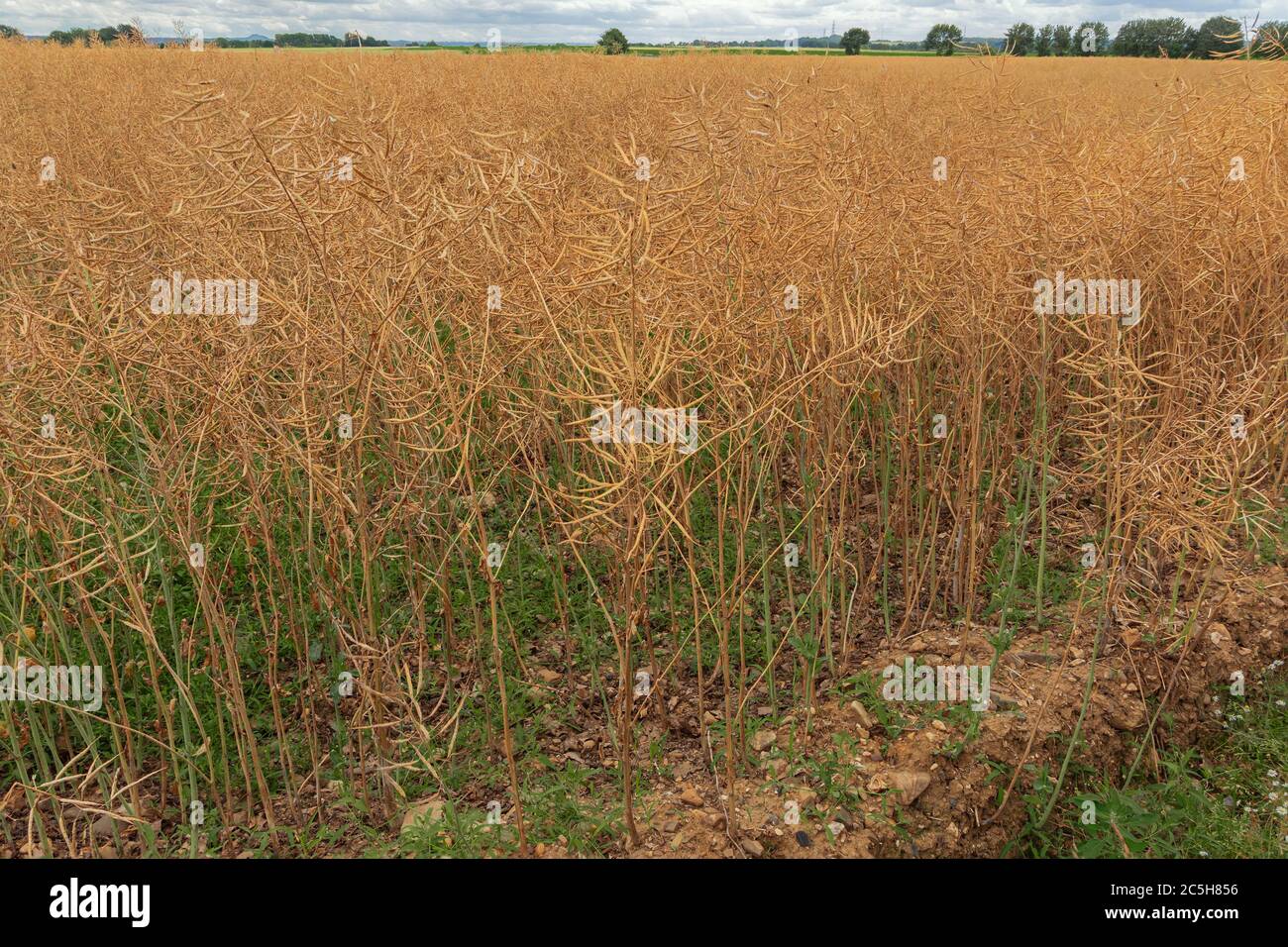 Green manure mustard hi-res stock photography and images - Alamy
