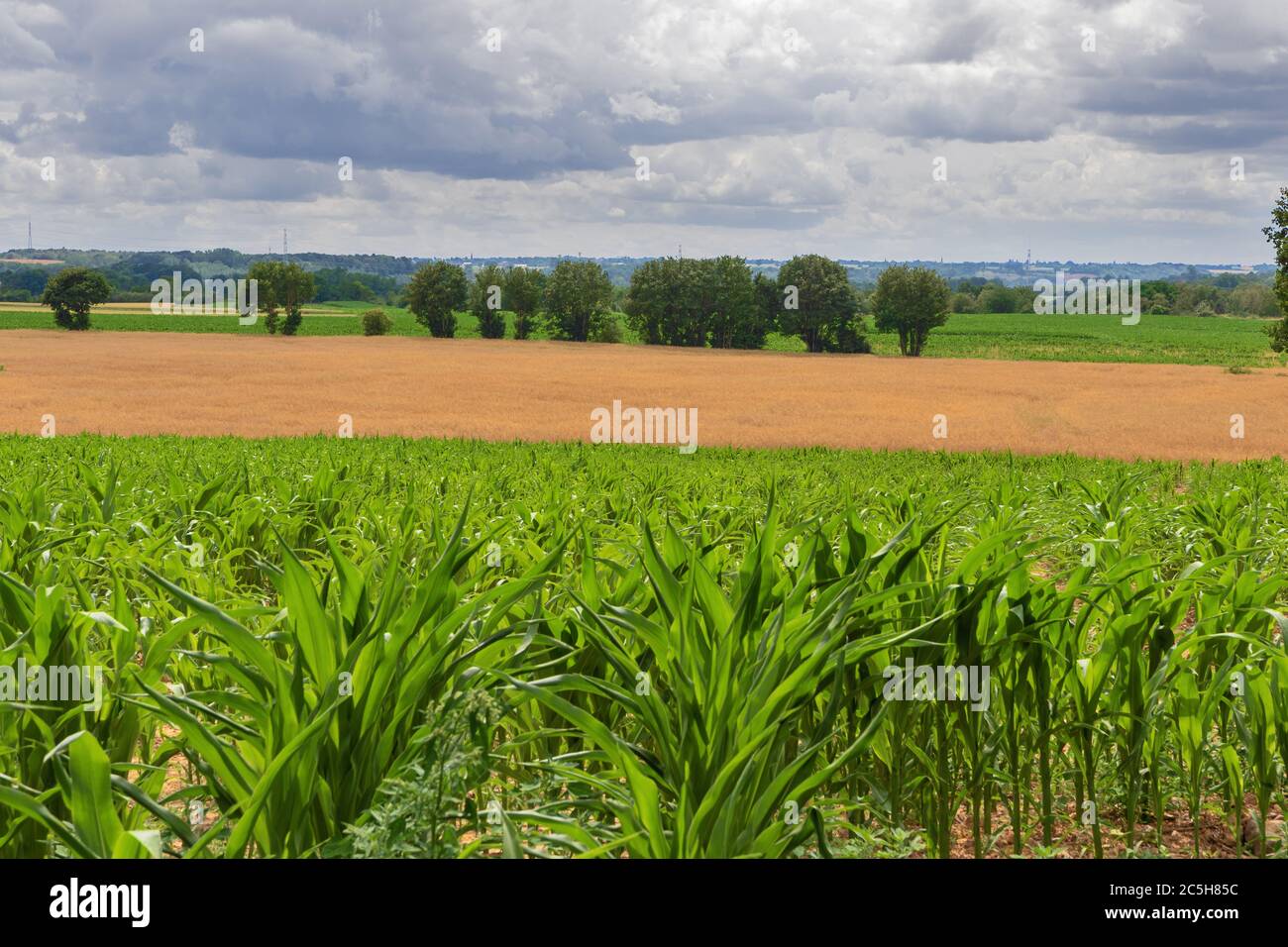 Fields with corn and mustard plants on soft slopes in Kanne near the ...