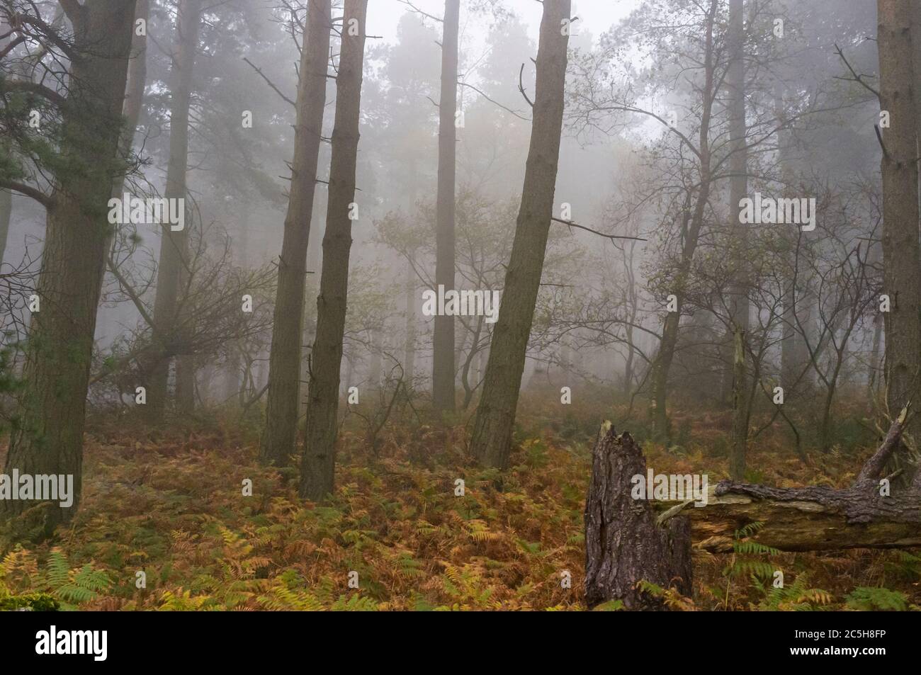 Mist peering through some woods with ferns and leaves turning brown in ...