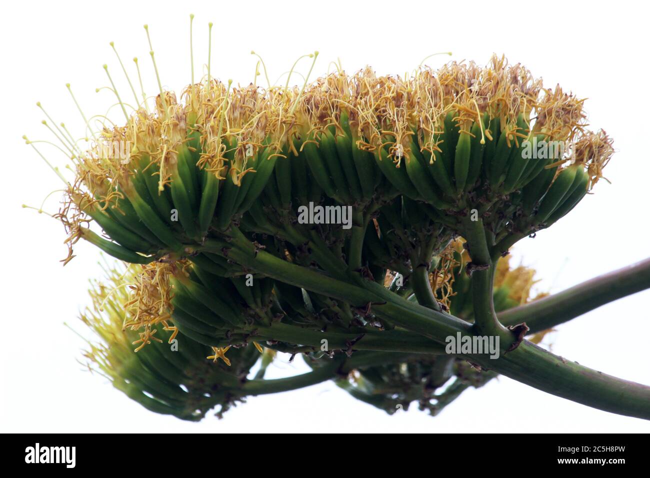 Agave agave americana Cut Out Stock Images & Pictures - Alamy