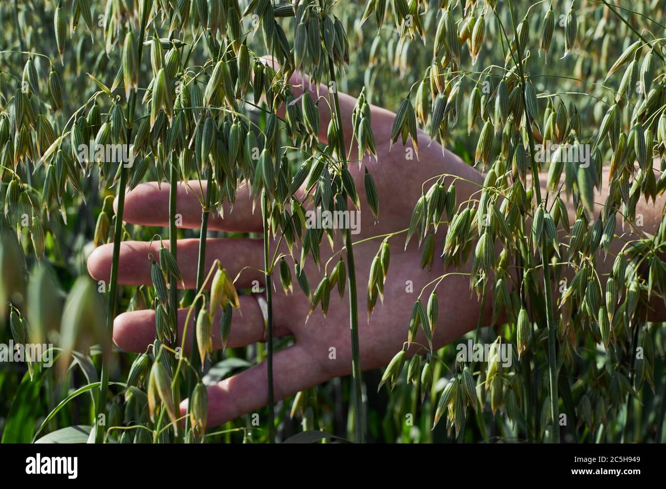 Oat man hi-res stock photography and images - Alamy