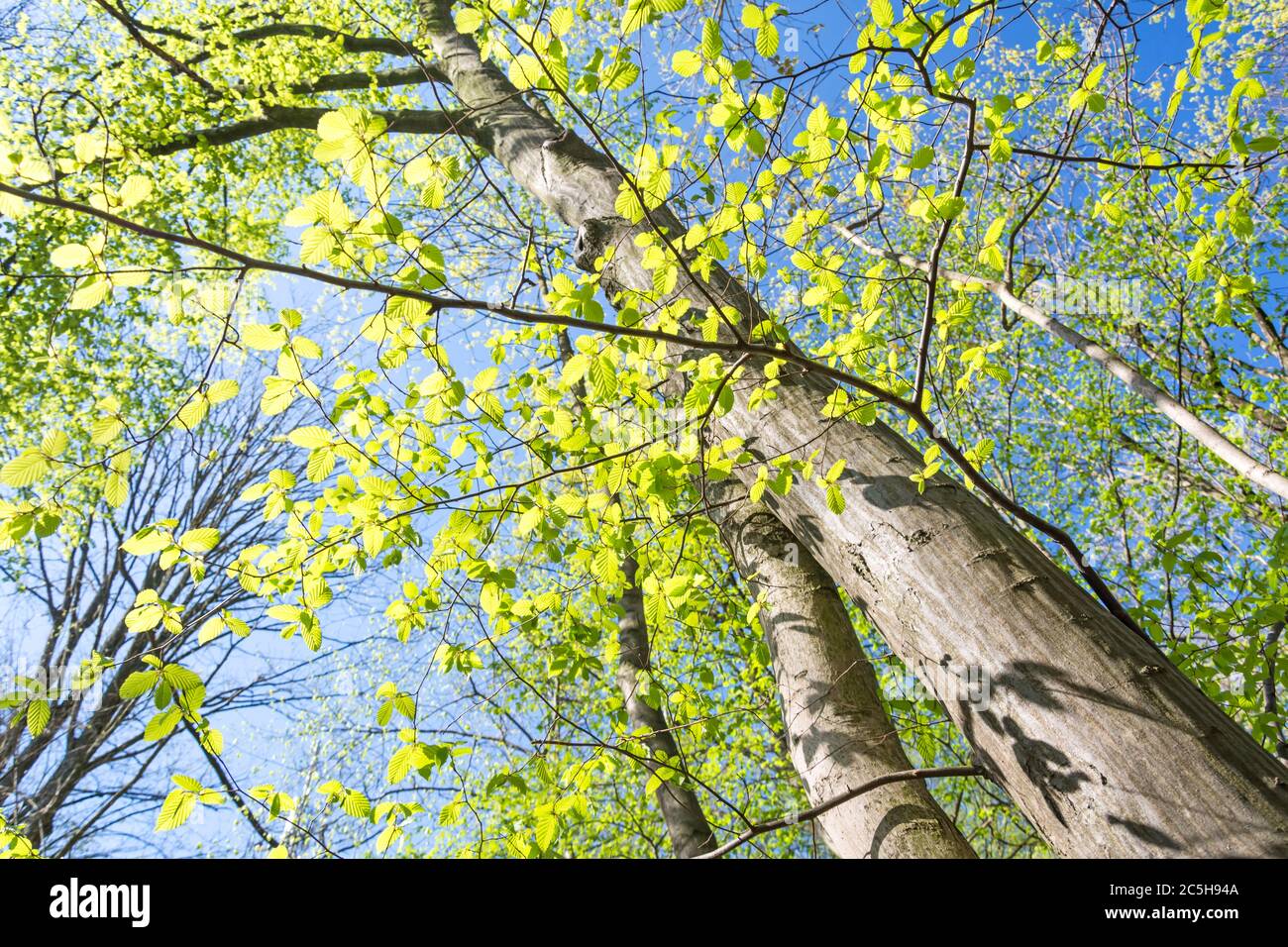 Green trees grow in reserve hi-res stock photography and images - Alamy