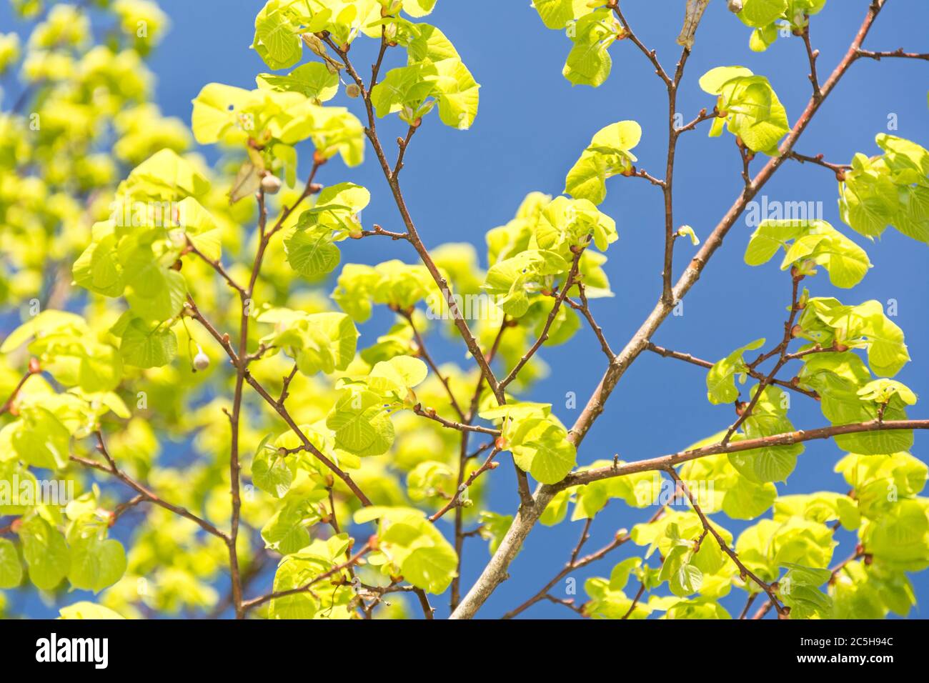 Fresh green leaves on a tree branch in early spring Stock Photo - Alamy
