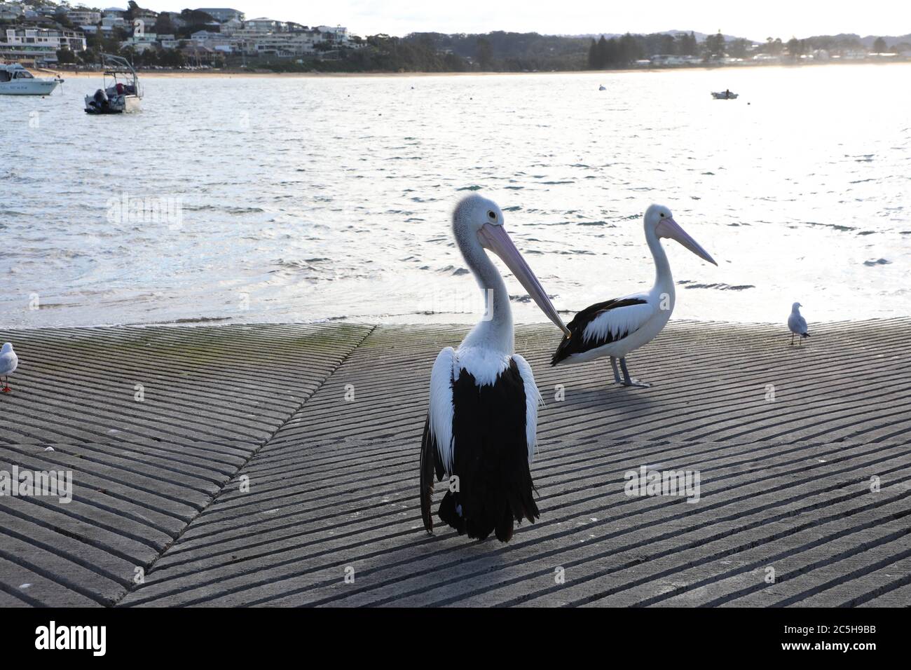 Pelicans at Terrigal Boat Ramp, Terrigal, Central Coast, NSW, Australia ...