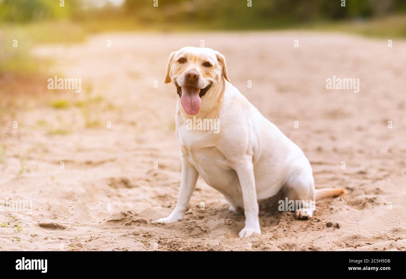 Labrador retriever dog looking at camera, having walk Stock Photo - Alamy
