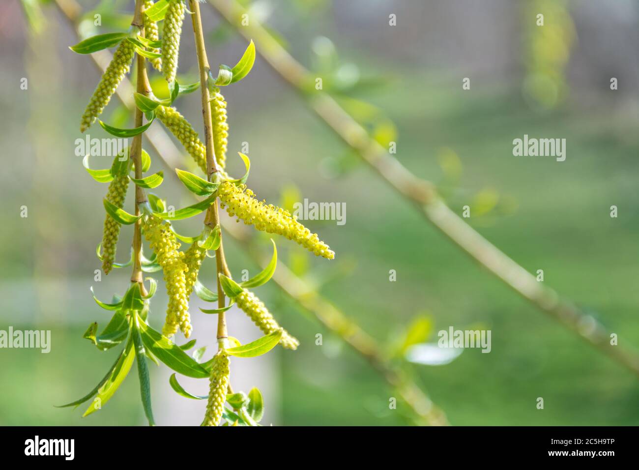Close shot of green blossoms of weeping willow in Spring Stock Photo ...