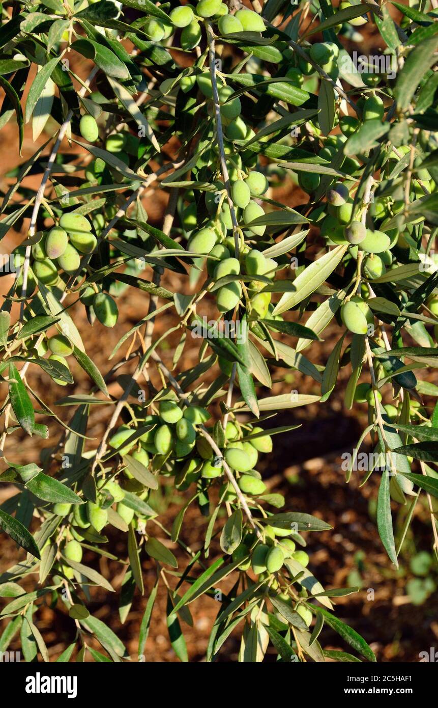 Summer fresh olive branch a on red ground background. Small depth of ...