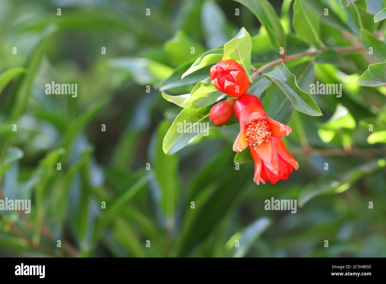 Flower on a pomegranate tree Stock Photo - Alamy