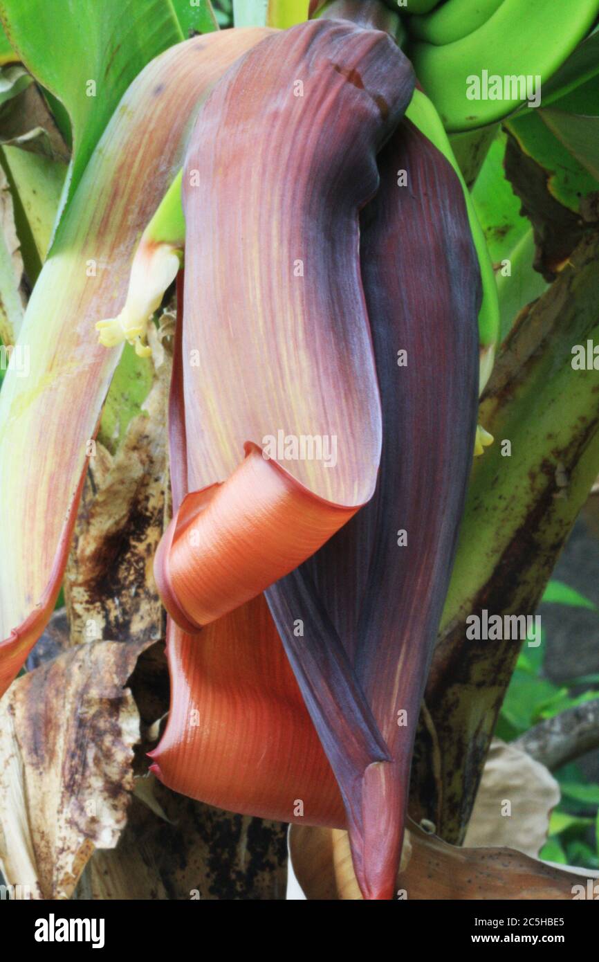 Bananenpflanze hi-res stock photography and images - Alamy